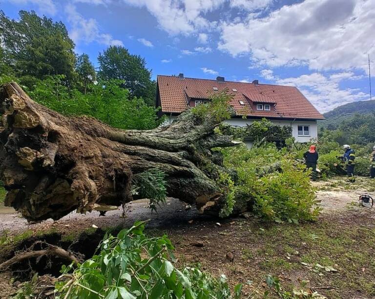 Kastanie gibt Windböe nach